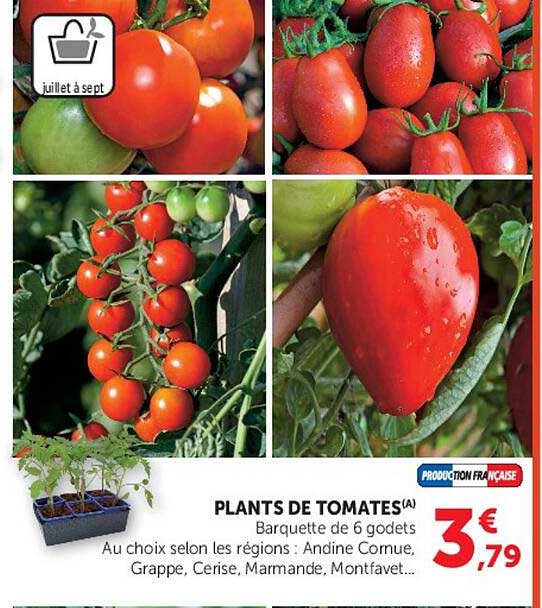 Prix Des Plants De Tomates
