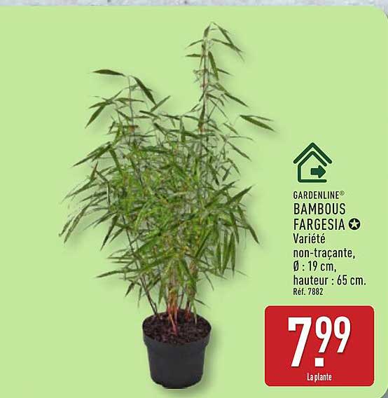 Promo GARDENLINE BAMBOU FARGESIA chez Aldi - iCatalogue.fr