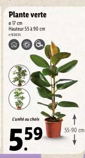 Lidl Plante Verte