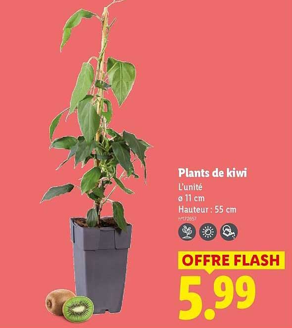 Promo Plants De Tomates chez Carrefour - iCatalogue.fr
