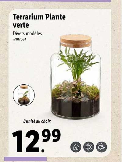 Promo Terrarium Plante Verte chez Lidl - iCatalogue.fr